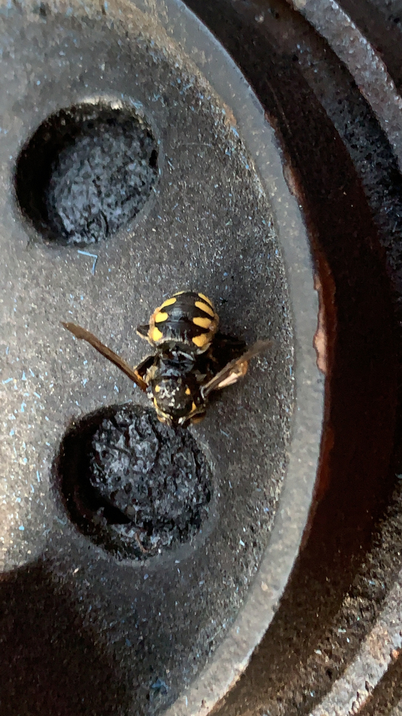 Florentine Woolcarder Bee from Montréal on August 16, 2021 at 07:47 PM ...