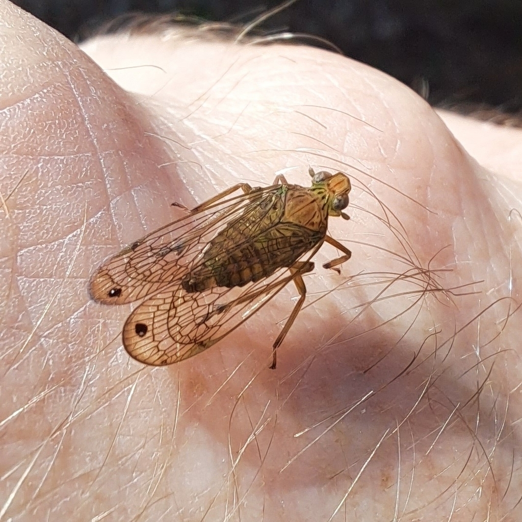 palm planthopper from Hawthorne on August 02, 2021 at 10:42 AM by Jim ...