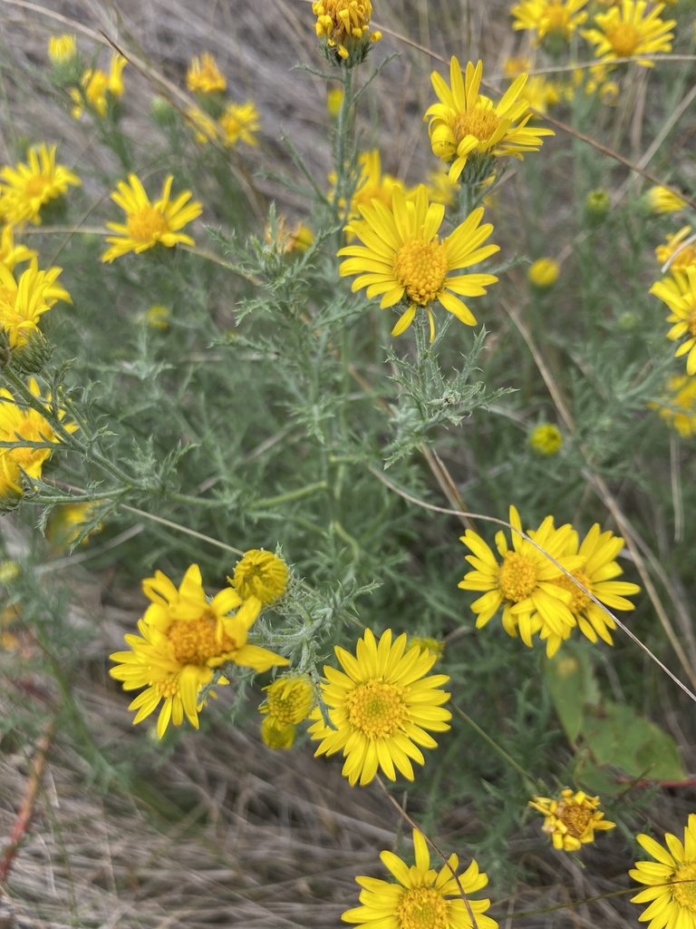 Spiny Goldenweed from Red Willow, AB, CA on August 16, 2021 at 03:43 PM ...