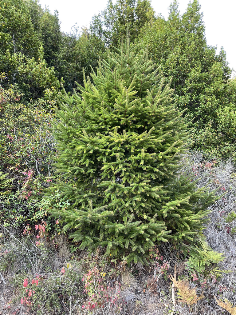 ayarín desde Los Padres National Forest, Big Sur, CA, US el 15 de ...