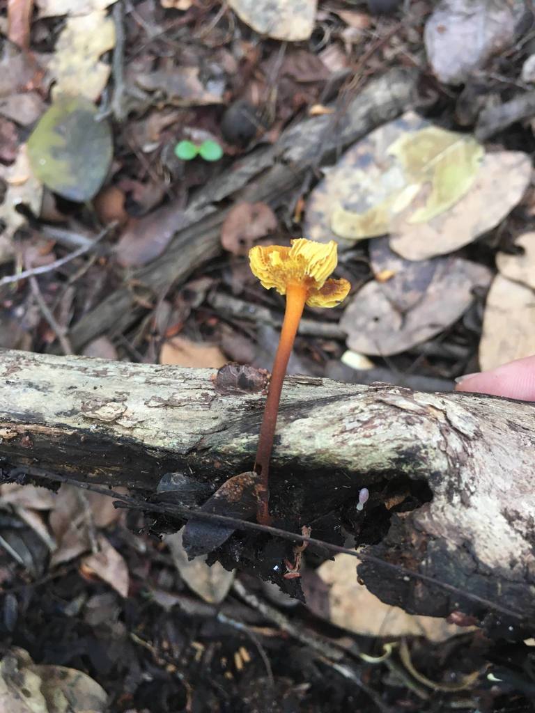 Heimiomyces neovelutipes from Grand Cayman, Cayman Islands on August 12 ...