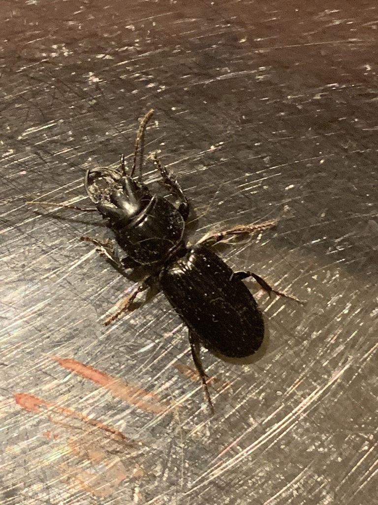 Big-headed Ground Beetle from 44th Ave S, Minneapolis, MN, US on August ...