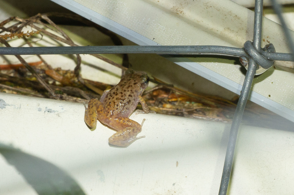 Rio Grande Chirping Frog from Cameron County, TX, USA on June 17, 2021 ...