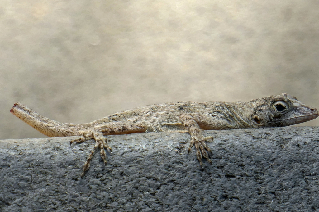 Bark Anole from SE Grant St, Stuart, FL 34997, USA on April 11, 2018 at ...