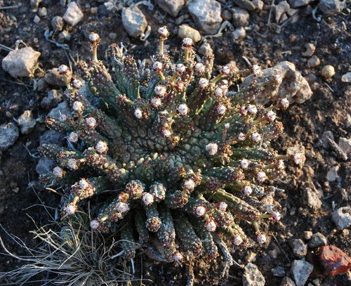 Euphorbia Crassipes · Inaturalist