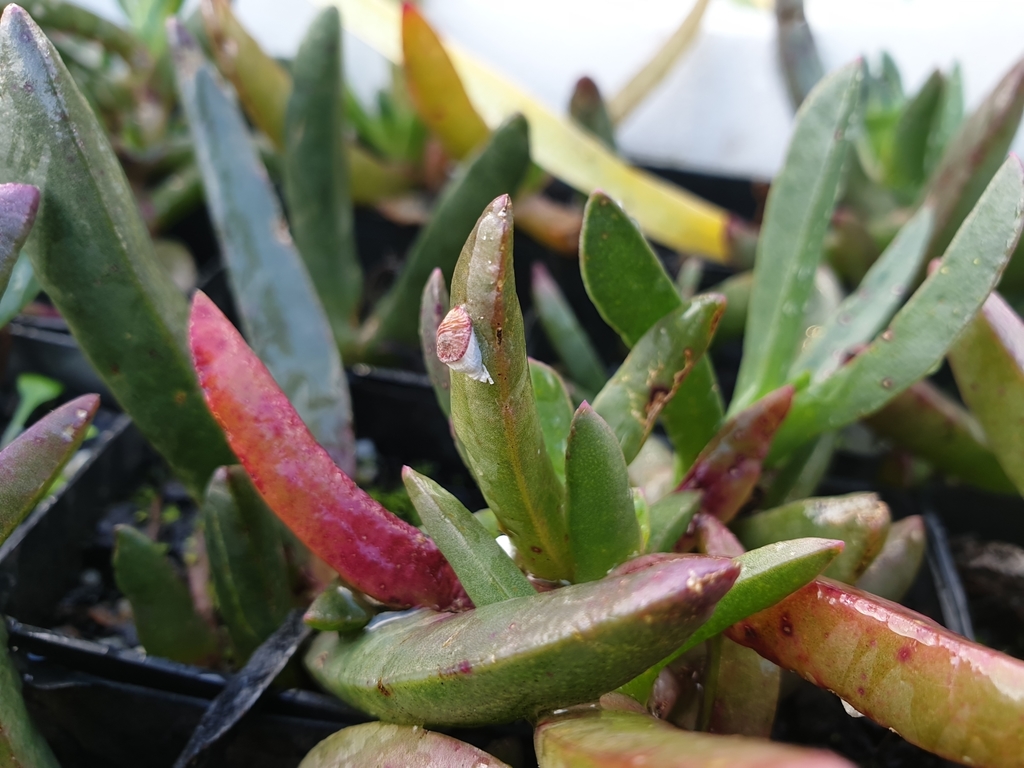 Iceplant Scale from Indigenous Plant Nursery - Poly Houses, Bundoora ...