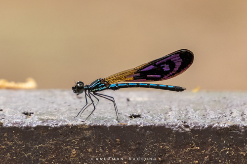 Checklist de Wiang Haeng · BioDiversity4All