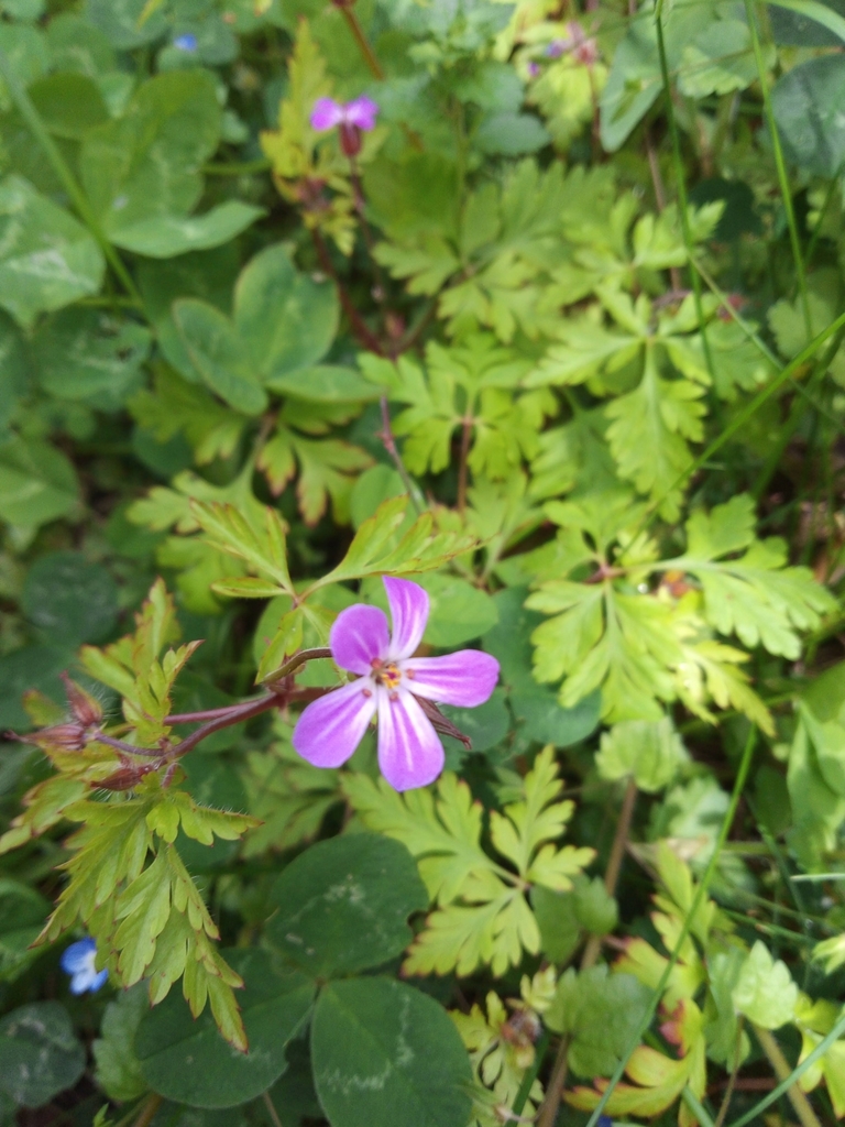 Little-Robin from Leuven on May 19, 2021 by Alexey Kubarev · iNaturalist