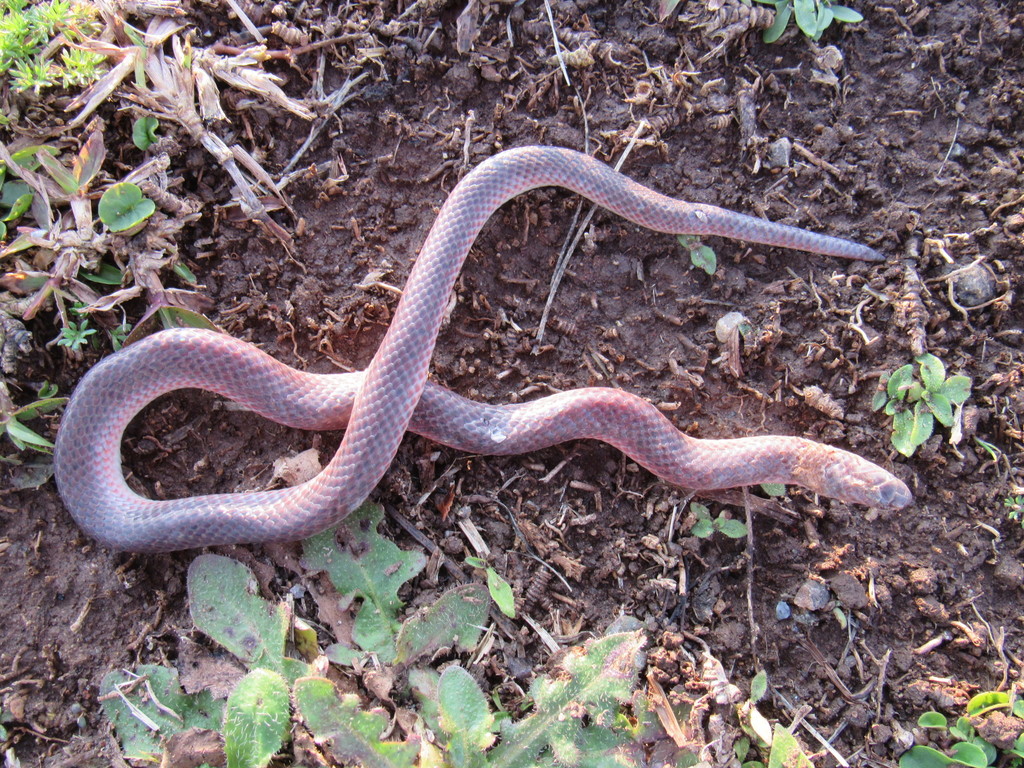 Reticulate Ground Snake from Parque Náutico, Curitiba - PR, Brasil on ...