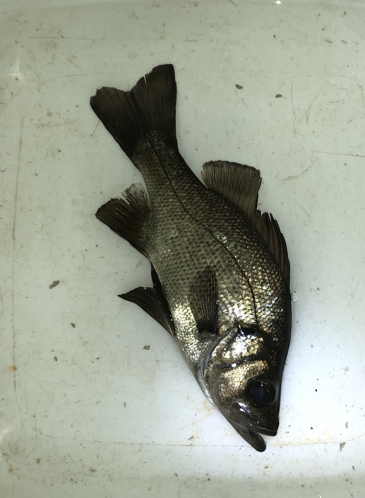 Estuary perch from Ku-Ring-Gai Chase National Park, North Turramurra ...