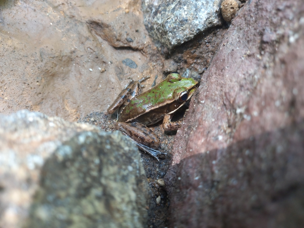 Highland Frog from P562+8GJ, Coatepeque, Guatemala on August 15, 2021 ...