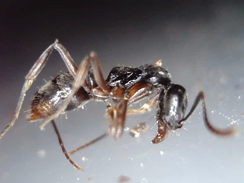 Asian Needle Ant from Trigg County, KY, USA on July 8, 2020 at 05:24 PM ...