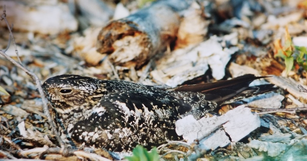 Common Nighthawk from Thunder Bay District, ON, Canada on June 20, 1995 ...