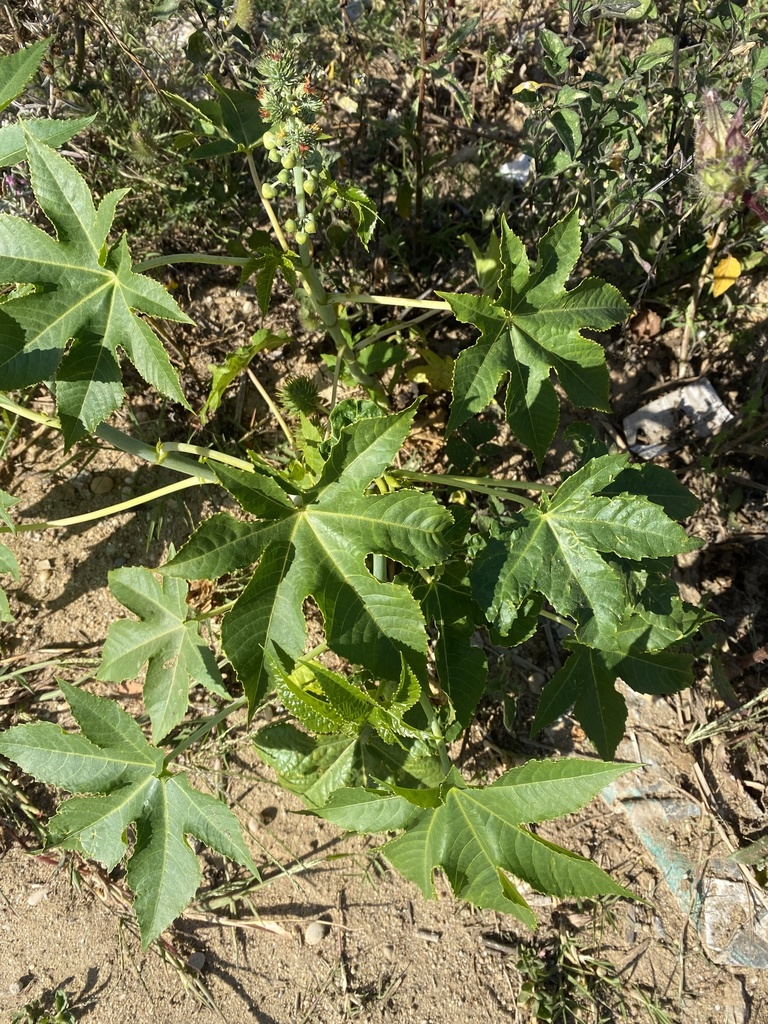 castor bean from Rua do Talho, Vila Nova de Gaia, Norte, PT on August ...