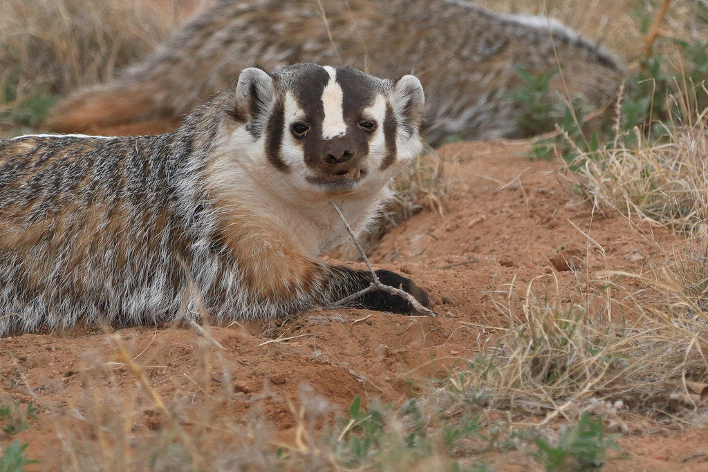American Badger from Eldorado at Santa Fe, New Mexico, United States on ...