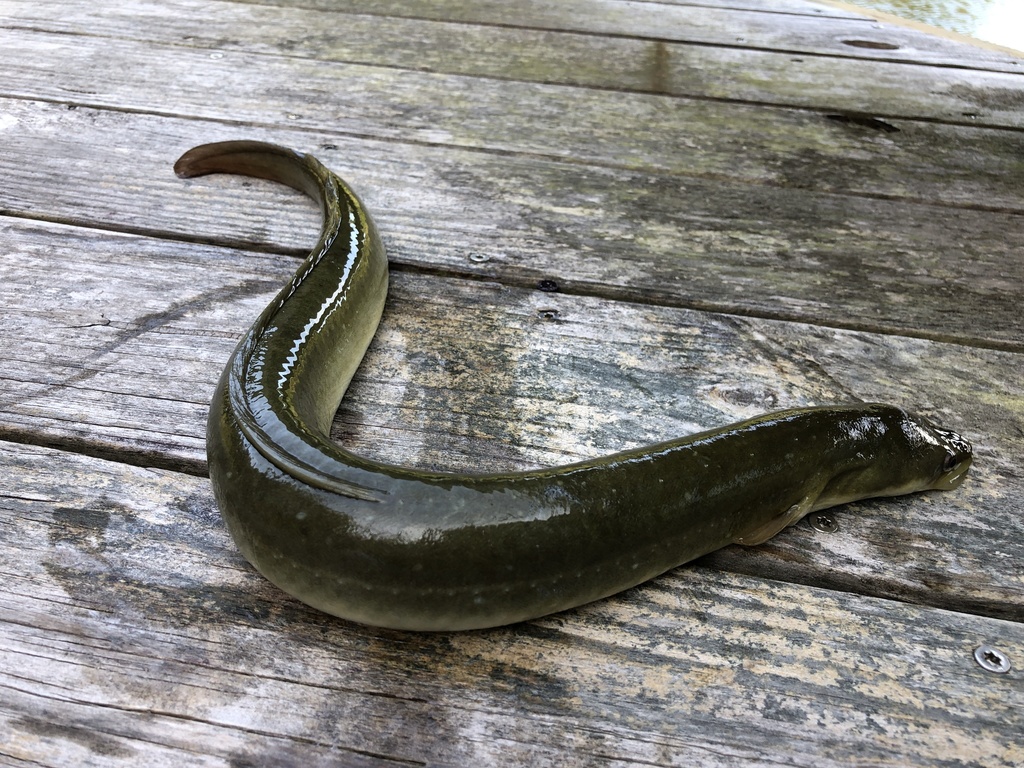 American Eel in August 2021 by Marc Dragiewicz · iNaturalist