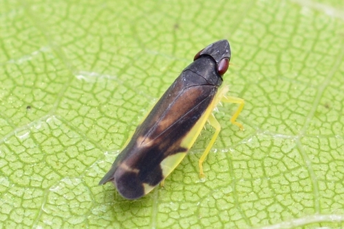 Onukia onukii · iNaturalist Ecuador