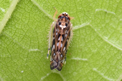 Scaphoideus varius · iNaturalist