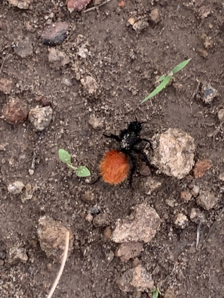 Magnificent Velvet Ant from Coconino National Forest, Flagstaff, AZ, US ...