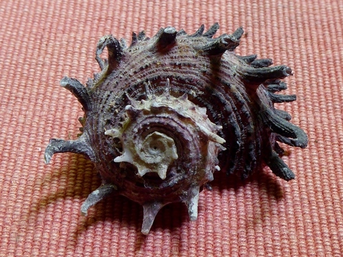 género Angaria · iNaturalist Ecuador