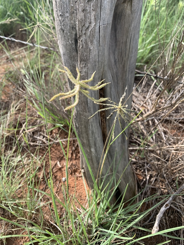 Hooded Windmill Grass from FM-301, Morton, TX, US on July 5, 2021 at 10 ...