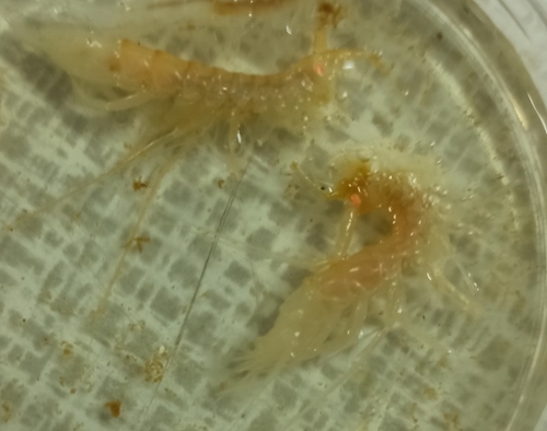 Family Macrohectopidae · iNaturalist United Kingdom