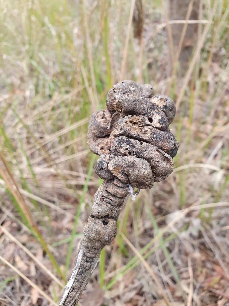 Smut fungi from Loganlea, AU-QL, AU on August 18, 2021 at 01:26 PM by ...