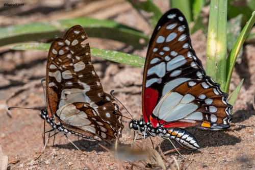 Schaffgotsch's White Lady (Graphium schaffgotschi) · iNaturalist United ...