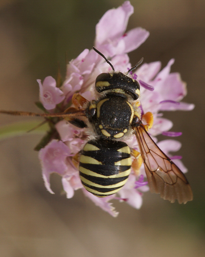 Interrupted Resin-Leafcutter (Trachusa interrupta) · iNaturalist