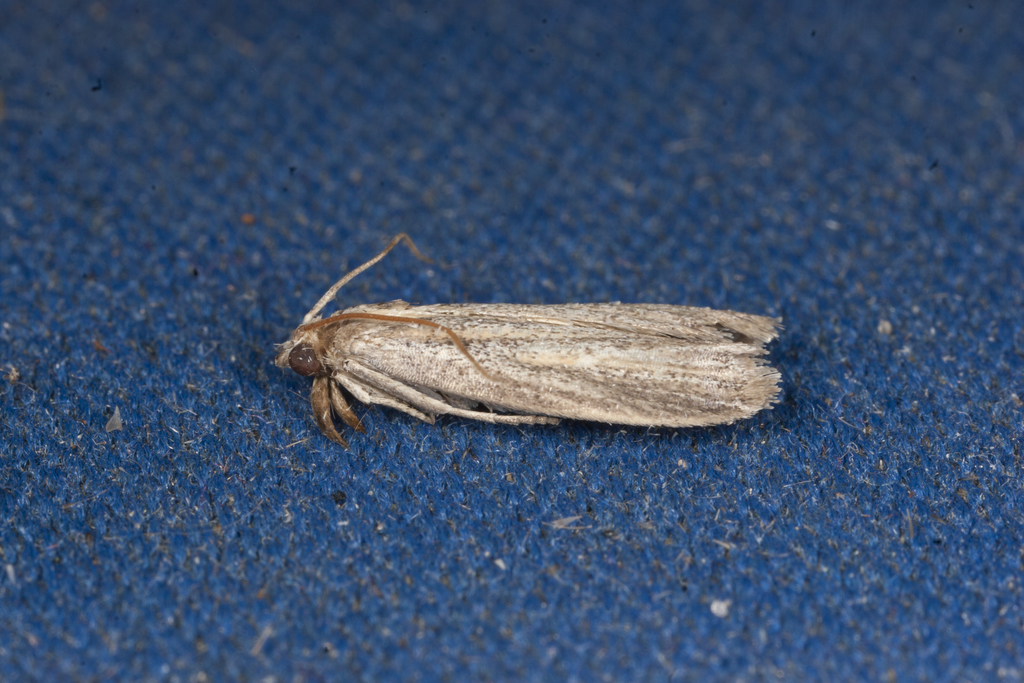 sand-dune panic-grass moth from Jones Beach SP, TR Nature Center (old ...