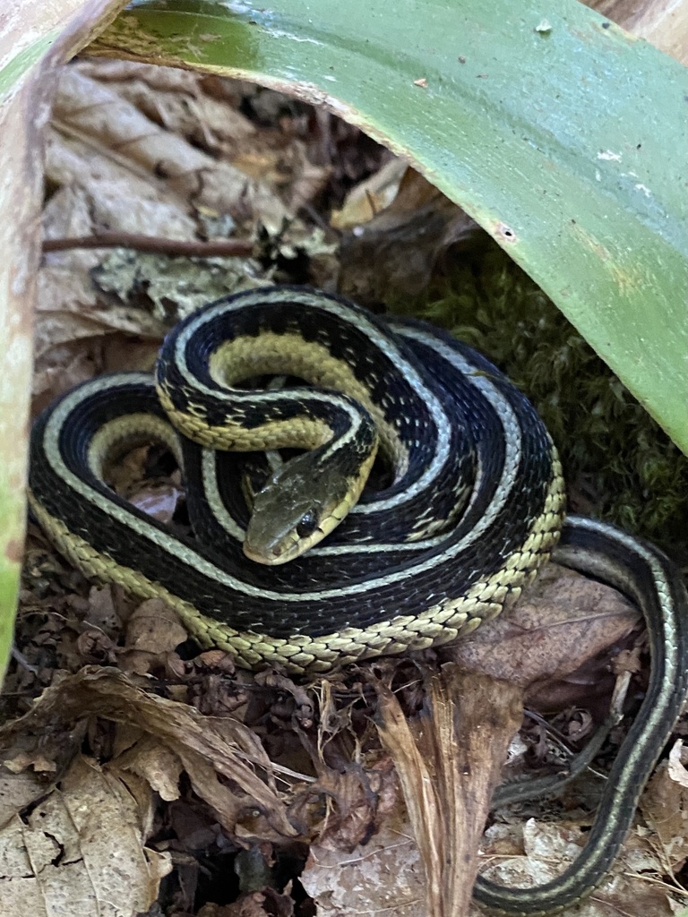 Eastern Garter Snake from Apostle Islands National Lakeshore, La Pointe ...