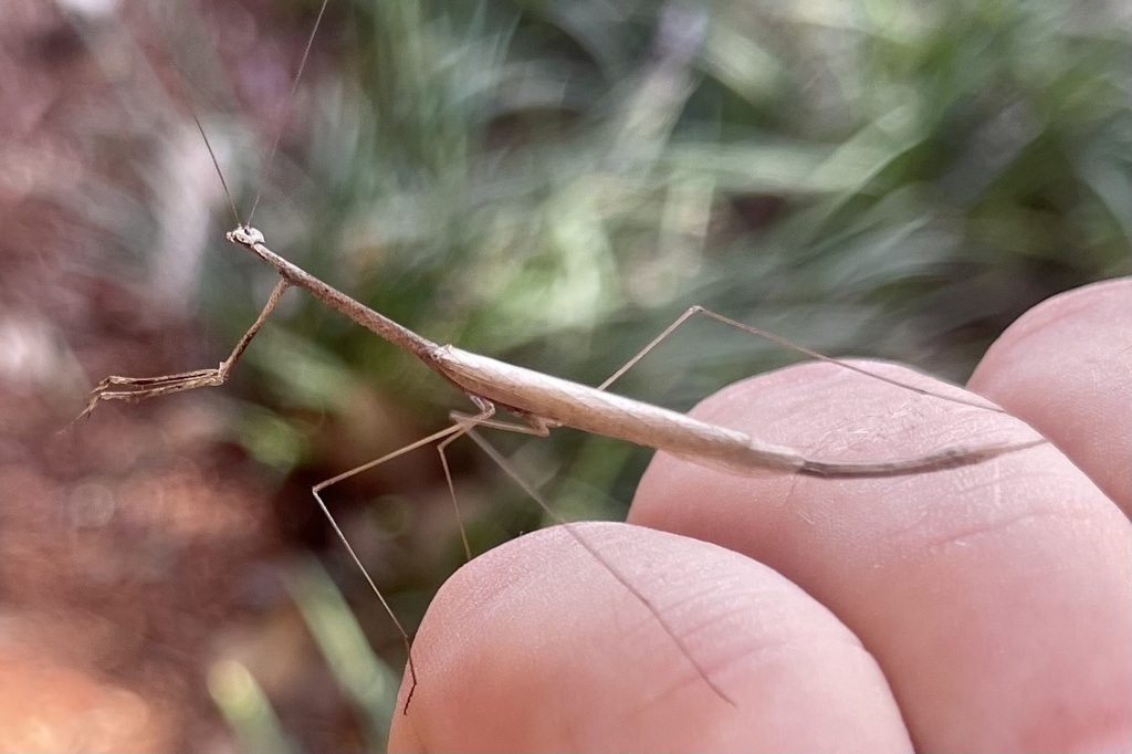 American Grass Mantis from NW 18th Ave, Gainesville, FL, US on August ...