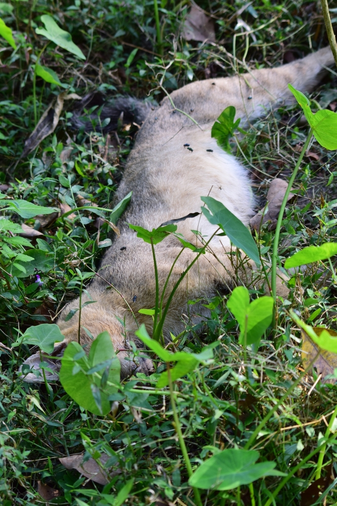 Indian Jungle Cat from Kamalabari Chariali, Assam, India on November 25 ...