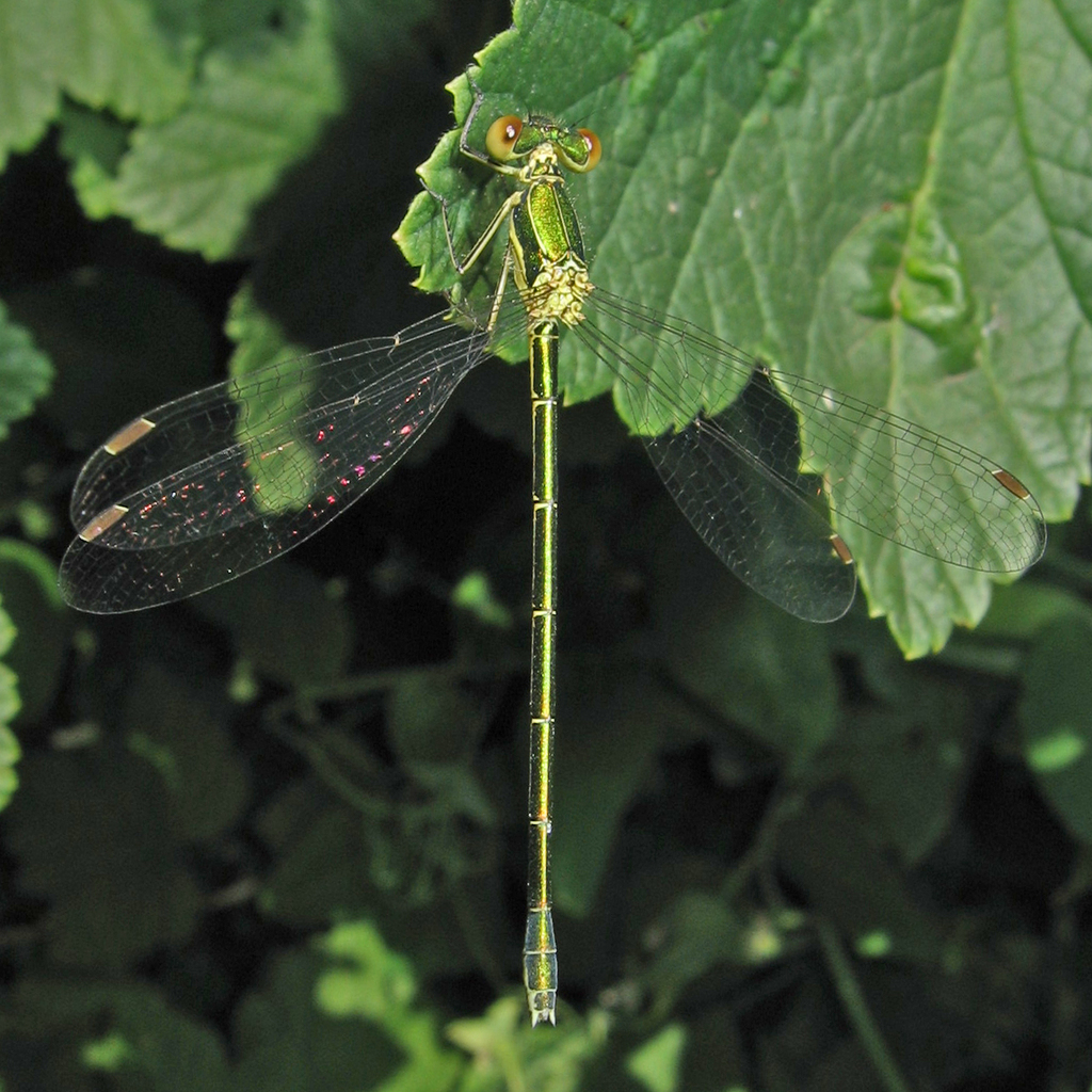 Лютка ясно-зелена (Odonata of Ukraine / Бабки України) · iNaturalist