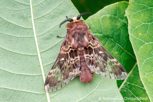 Genus Pyrosis · iNaturalist