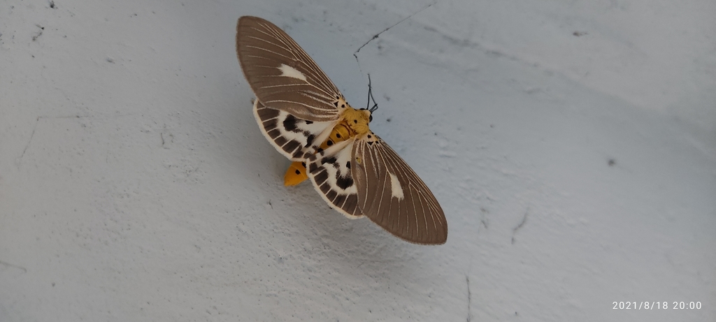 Kanara Tiger Moth from V3MC+WH6, Valanchery, Kerala 676552, India on ...