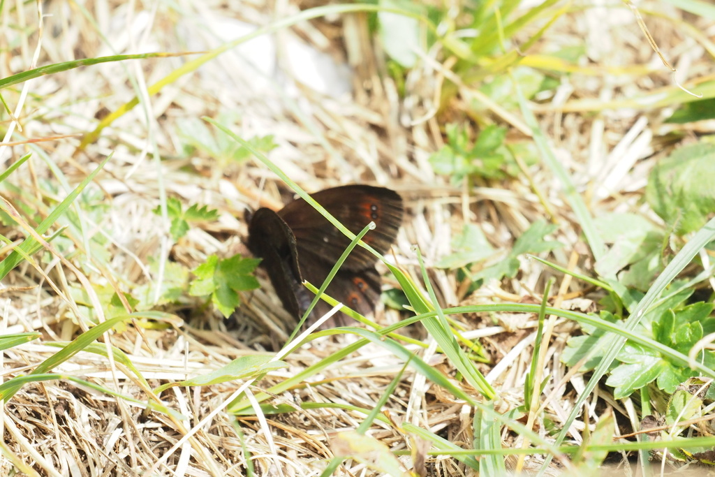 Water ringlet from Triglav National Park, Bohinj, Bohinj, SI on August ...