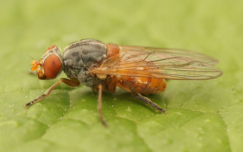 Brachyopa pilosa · iNaturalist