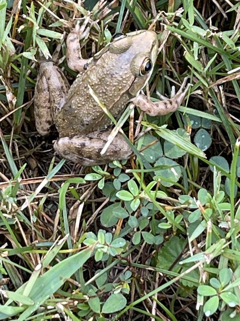 Green Frog from Wayne National Forest, Glouster, OH, US on August 18 ...