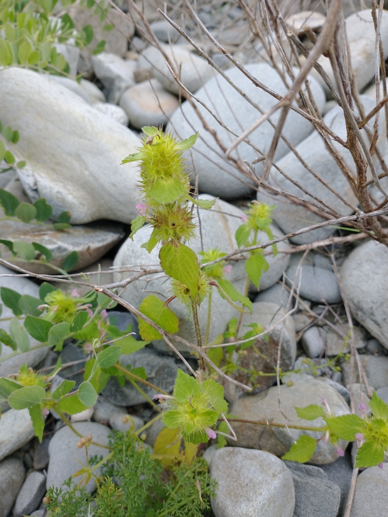 Bifid Hemp-nettle from Lydgate, NS B0T 1M0, Canada on August 18, 2021 ...