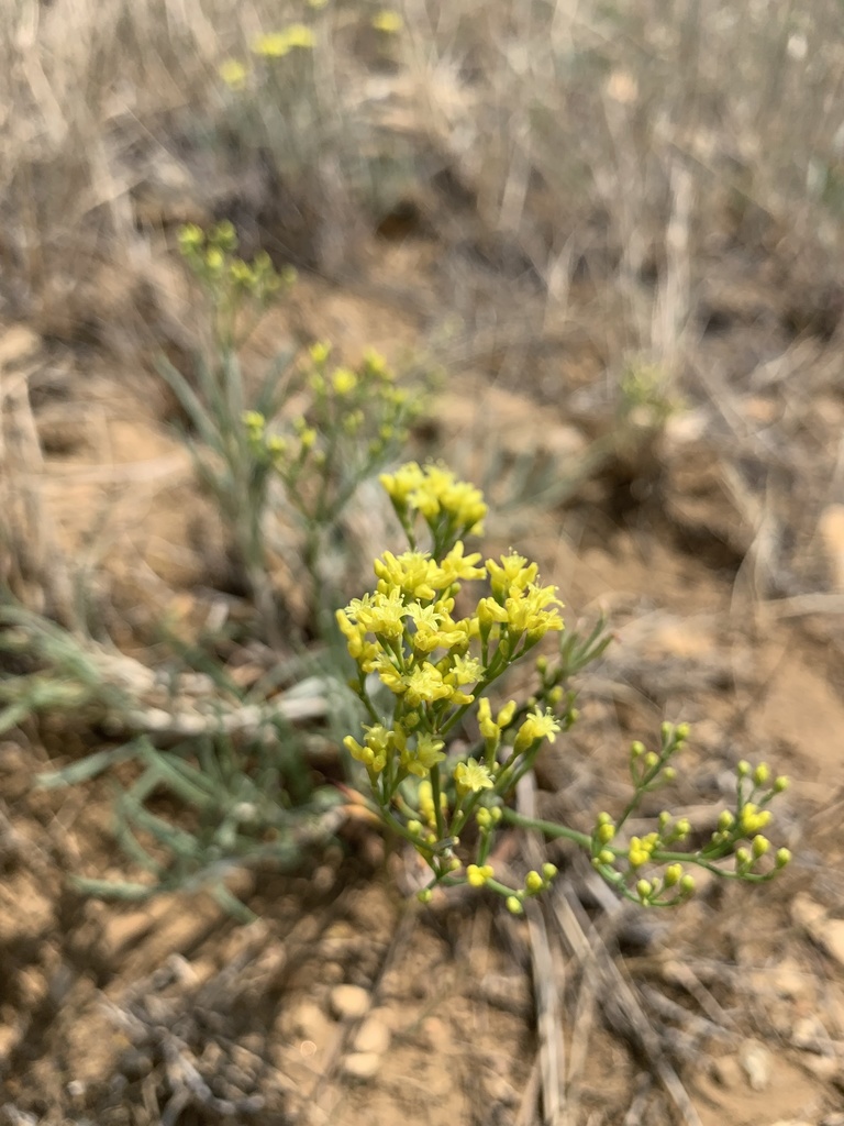 Broom Snakeweed in August 2021 by Emily Yannarella. Not confident in ID ...