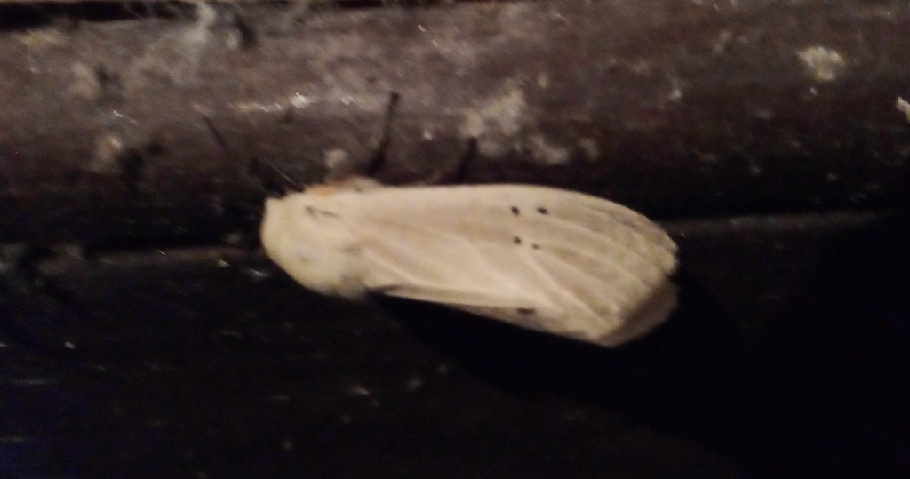 Clouded Tiger Moth from Puthuppally, Kottayam, Kerala, India on August ...