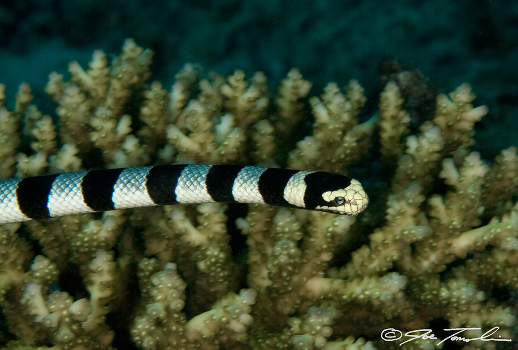 Banded Sea Krait from Cakaudrove, FJ-NO, FJ on January 13, 2008 at 12: ...