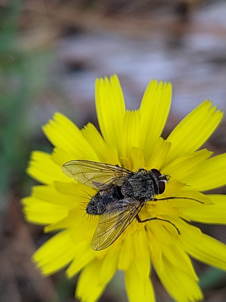 Bristle Flies from La Tremblade on August 18, 2021 by Hugo tuffereau ...