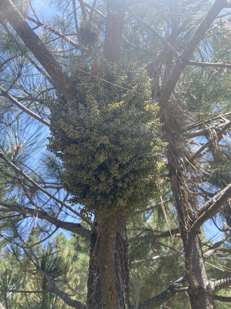 Western Dwarf-Mistletoe from Cleveland National Forest Office, Descanso ...