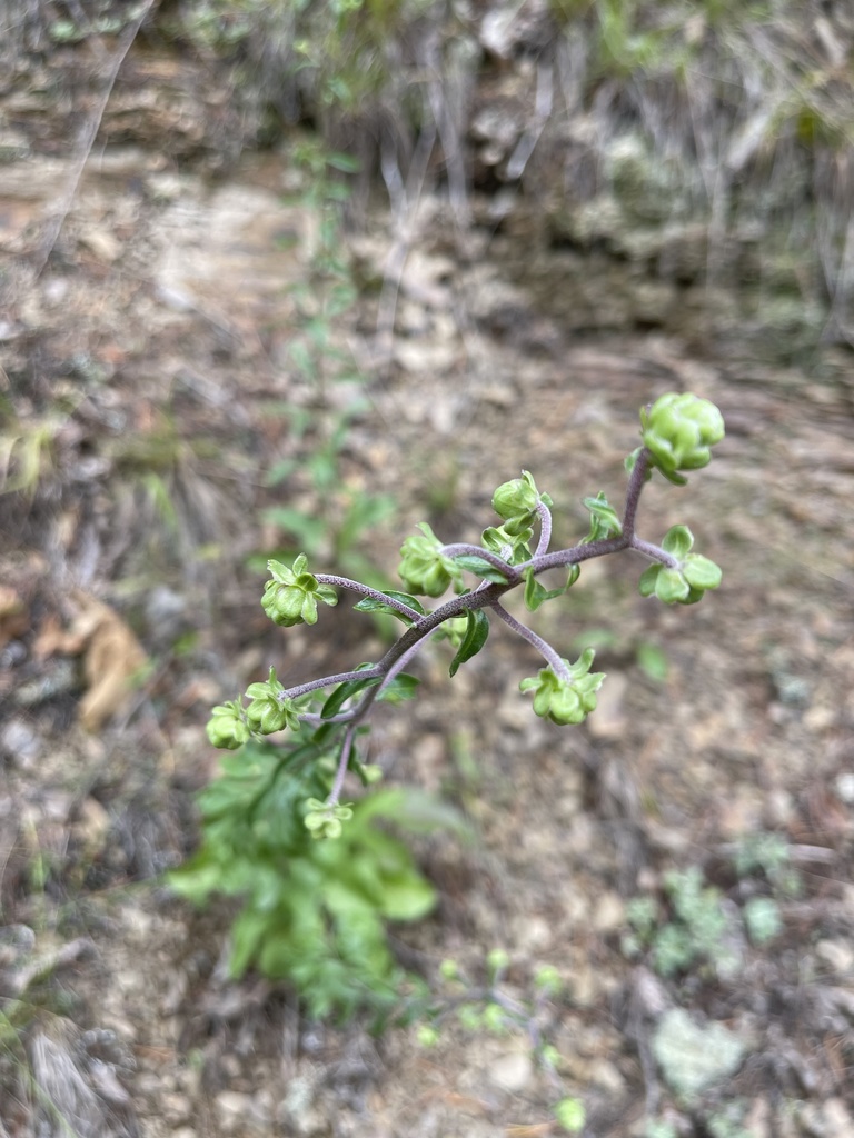 devil's bite in August 2021 by John Burkhart · iNaturalist