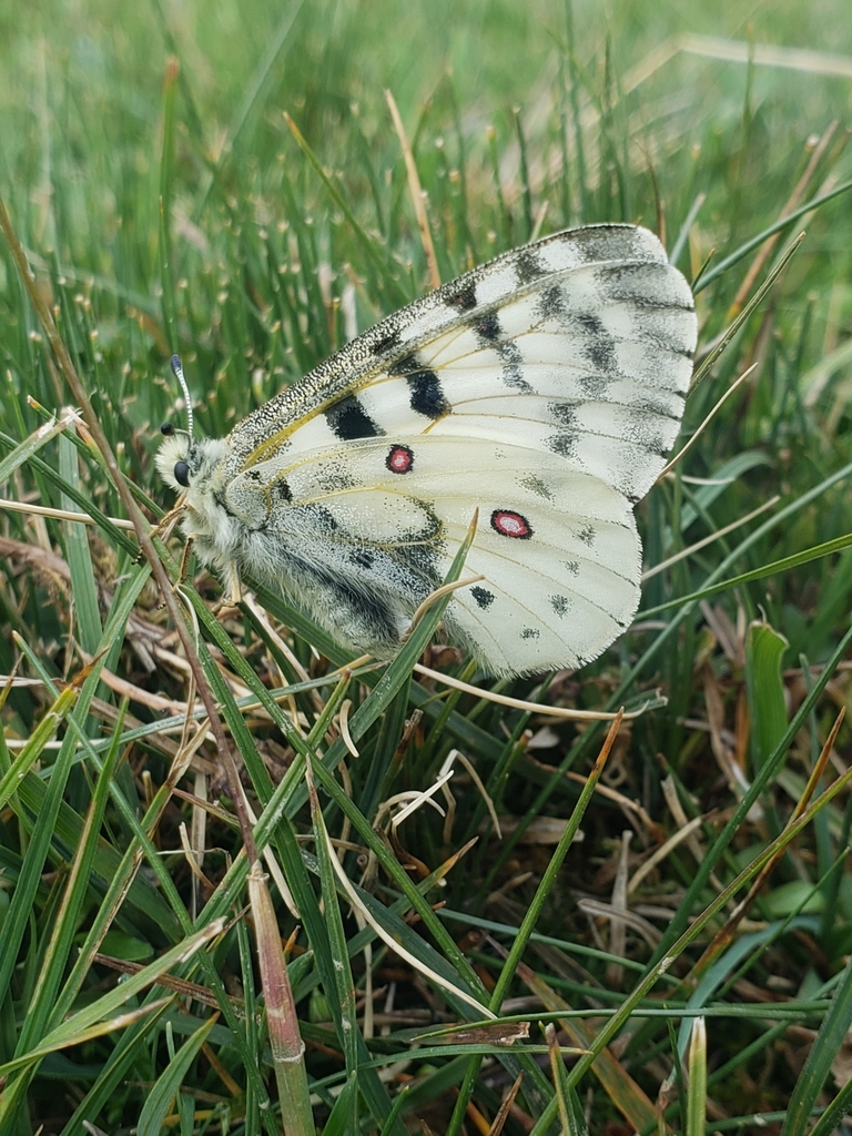 Rocky Mountain Parnassian from Lemhi County, US-ID, US on August 14 ...