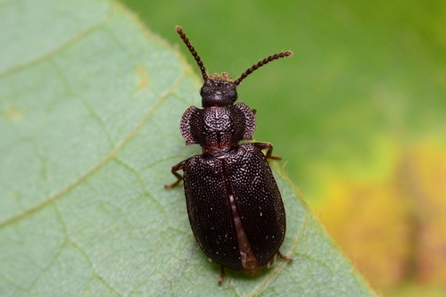 Anaedus mroczkowskii · iNaturalist