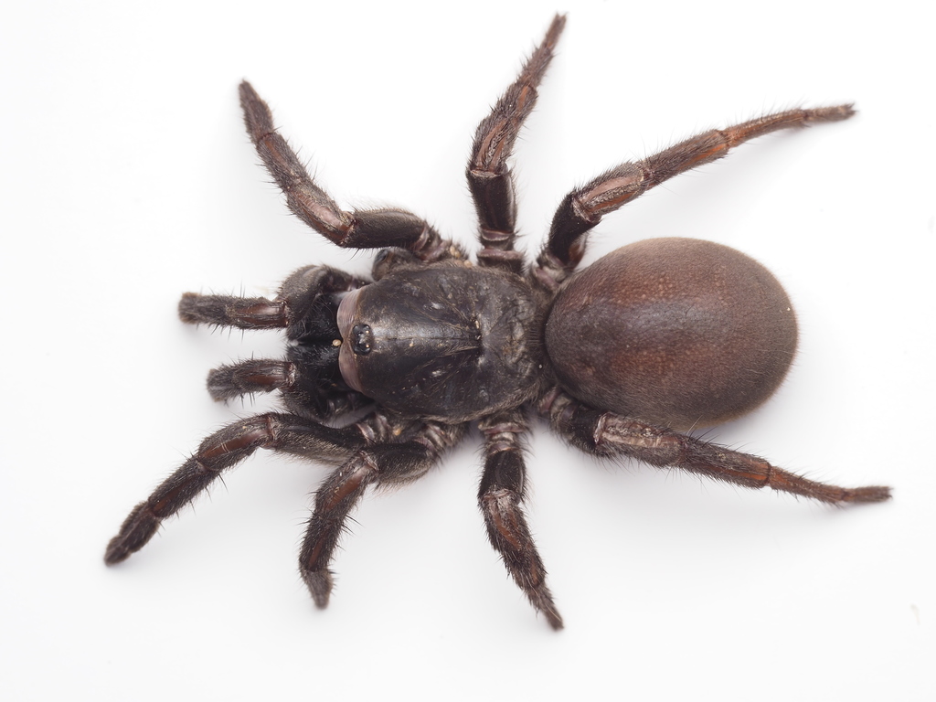 Brown Trapdoor Spiders from Batemans Bay NSW 2536, Australia on August ...