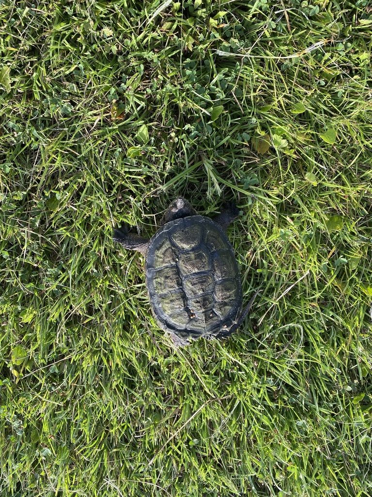 Common Snapping Turtle from Ocracoke Island, Ocracoke, NC, US on August ...